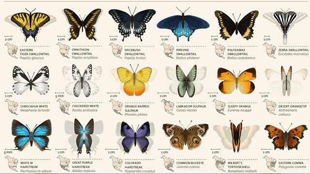 Animated Butterfly Chart • Enchanted Little World